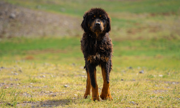 Bankhar Dog Project: Latest Progress Update | Three Camel Lodge