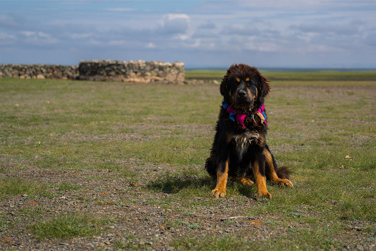 Mongolian Banhar Dog