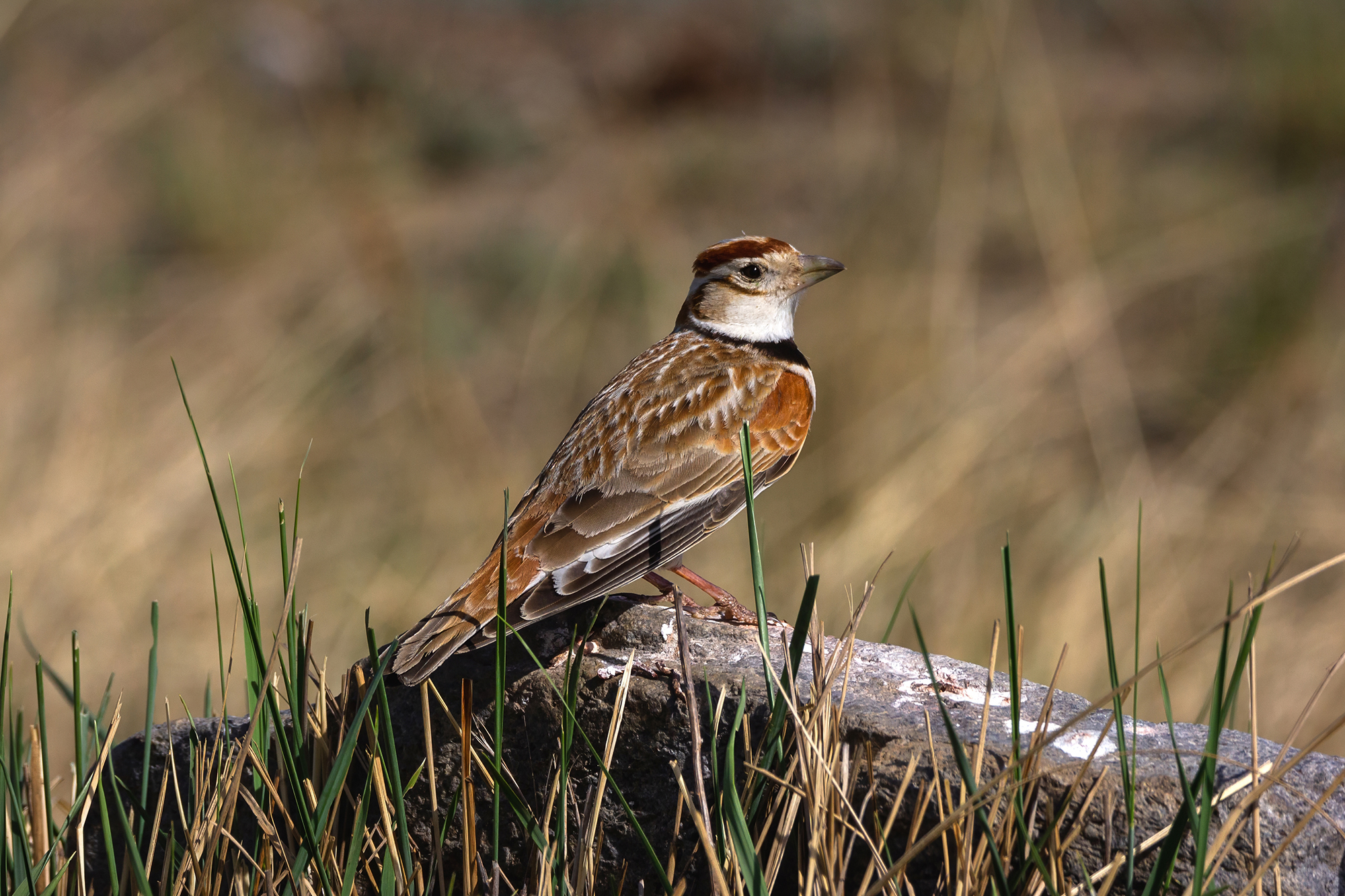 12 Amazing Animals That Define Wildlife in the Gobi - THREE CAMEL LODGE