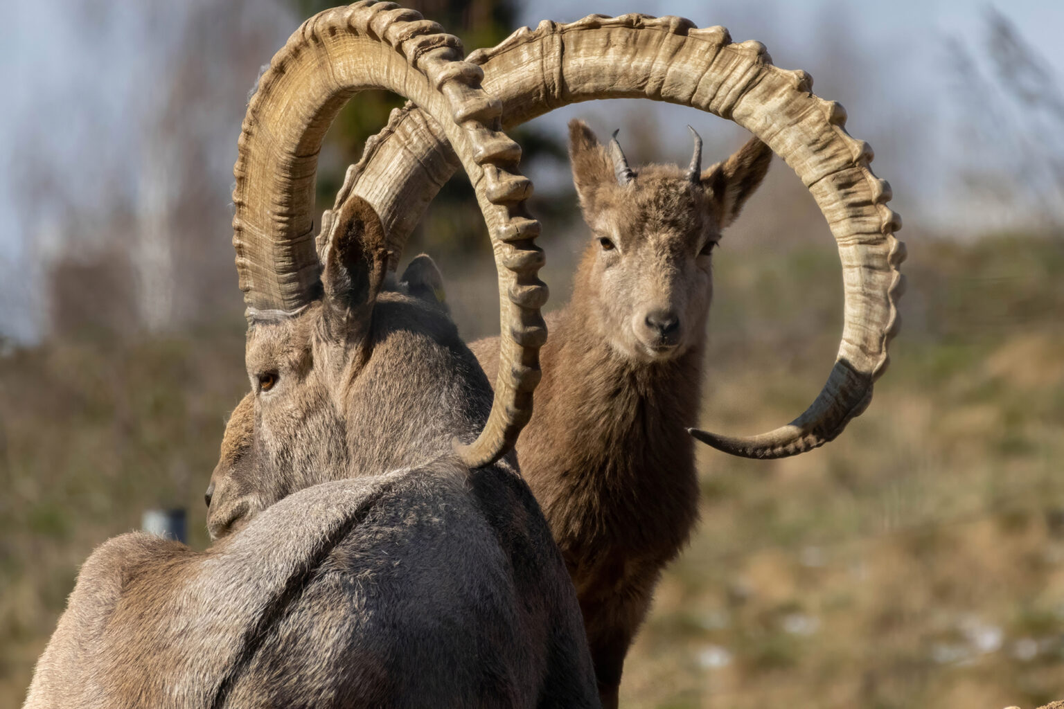 12 Amazing Animals That Define Wildlife in the Gobi - THREE CAMEL LODGE