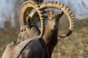 12 Amazing Animals That Define Wildlife in the Gobi - THREE CAMEL LODGE